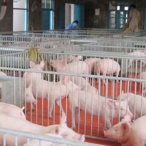 Air Source Heat Pump Used in Pig Farm - Aircolder-HVAC Manufacturers of PRC